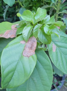 Uitdrogen door te weinig of te veel water - deboomdokter.be