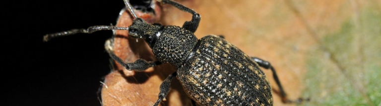 Taxuskever bestrijden: zo ga je te werk - deboomdokter.be