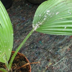 Wolluis: bestrijden, herkennen en zijn soorten - deboomdokter.be